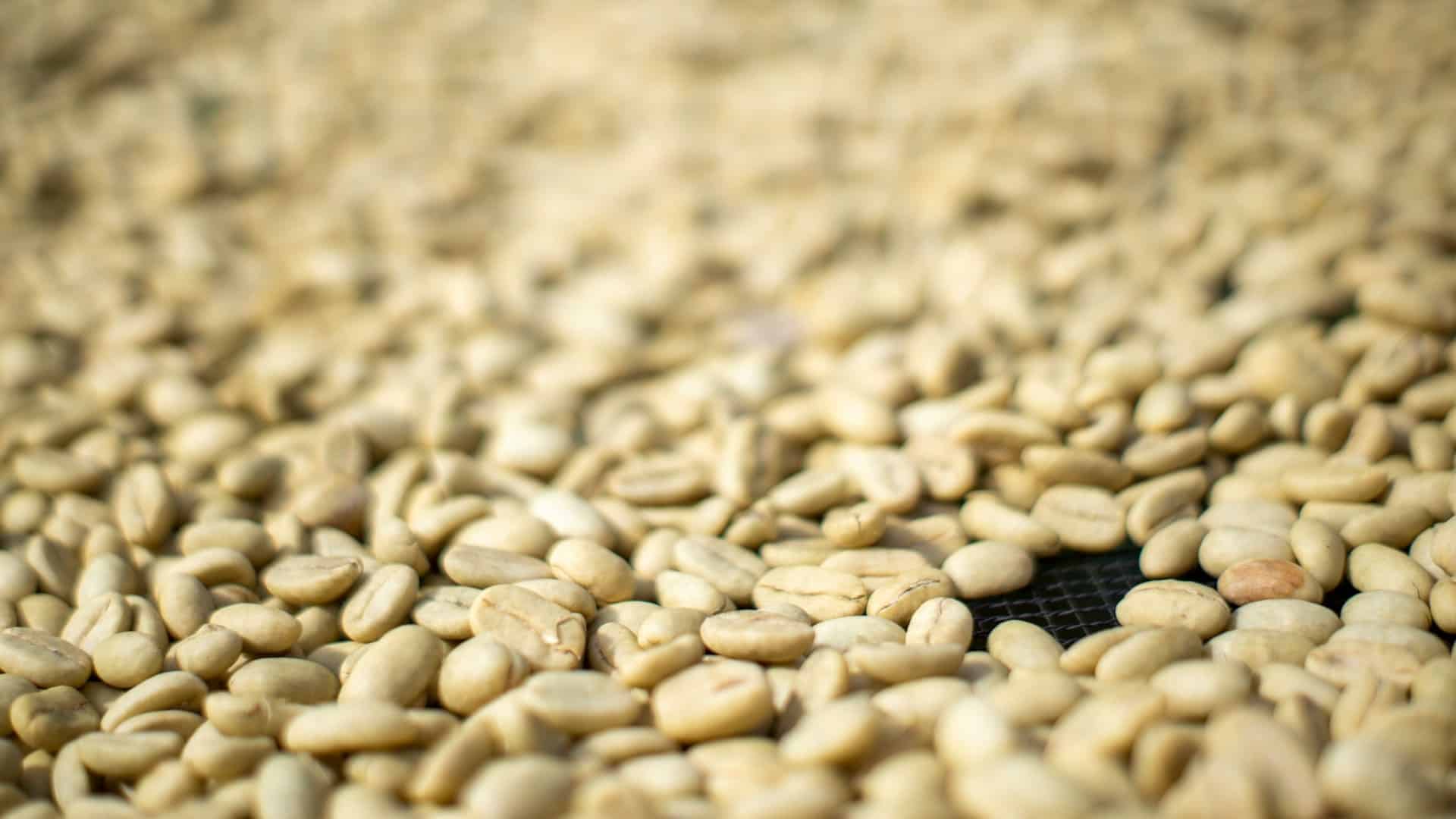 Vad är vitt kaffe? | Convini